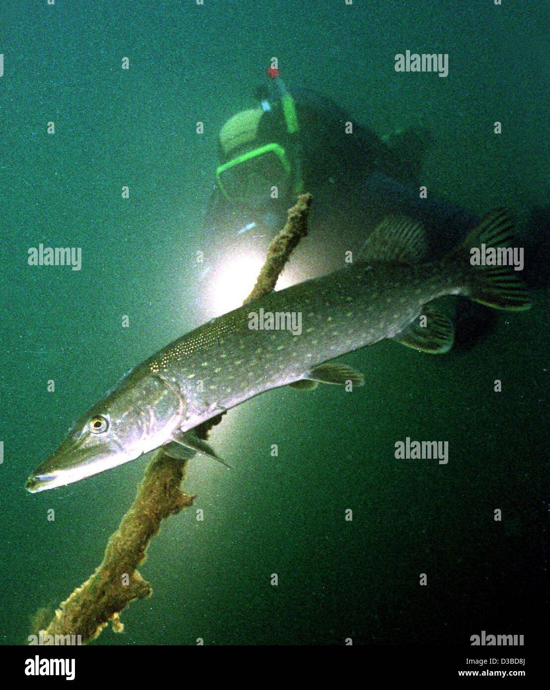 (dpa) - A diver observes under water a pike swimming in front of him in ...
