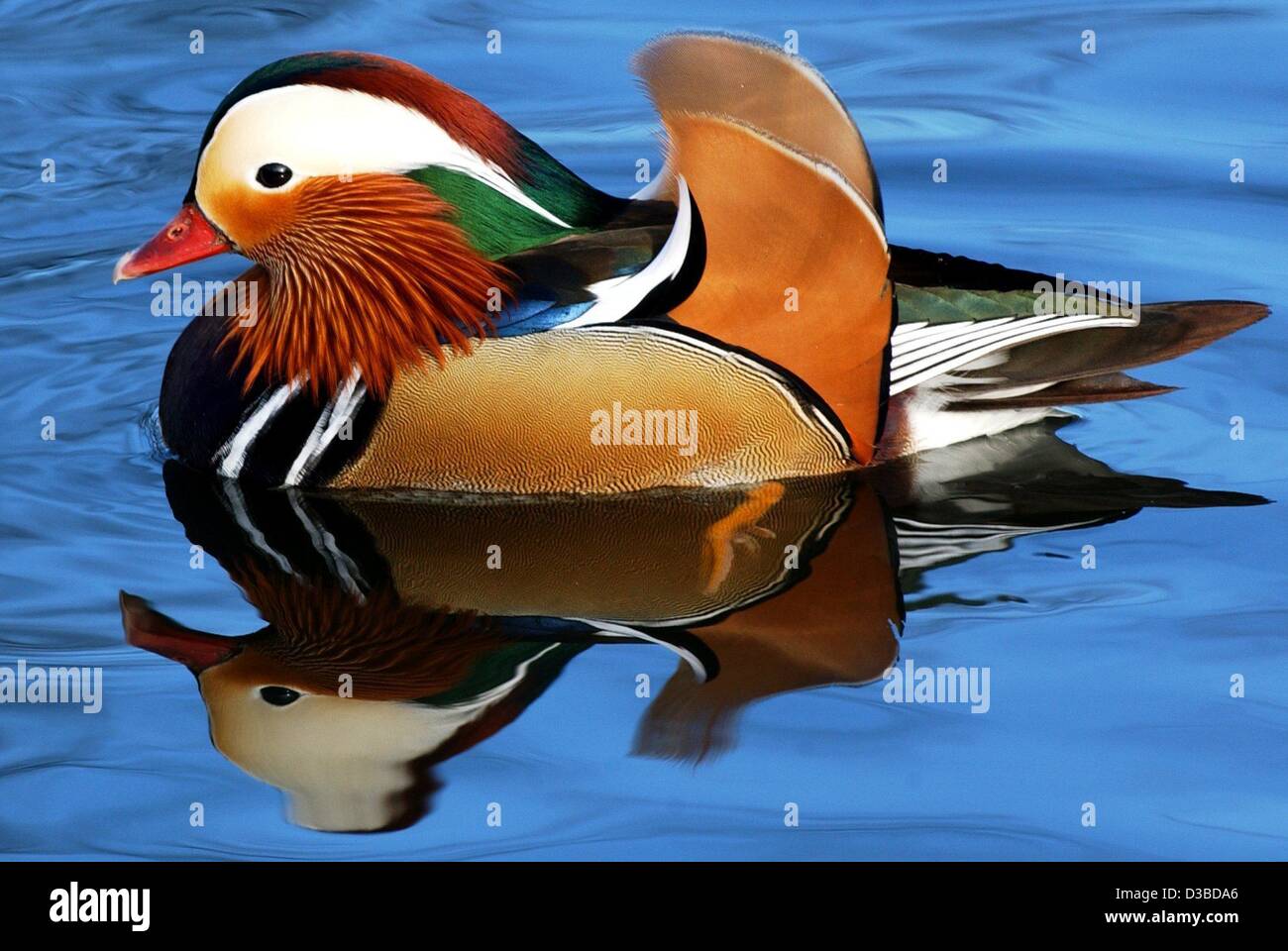 Human interest hum animals duck germany hi-res stock photography and ...