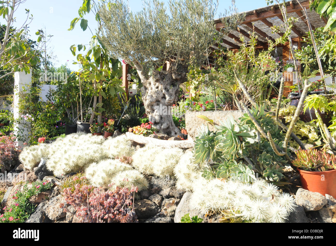 Sub tropical plants hi-res stock photography and images - Alamy