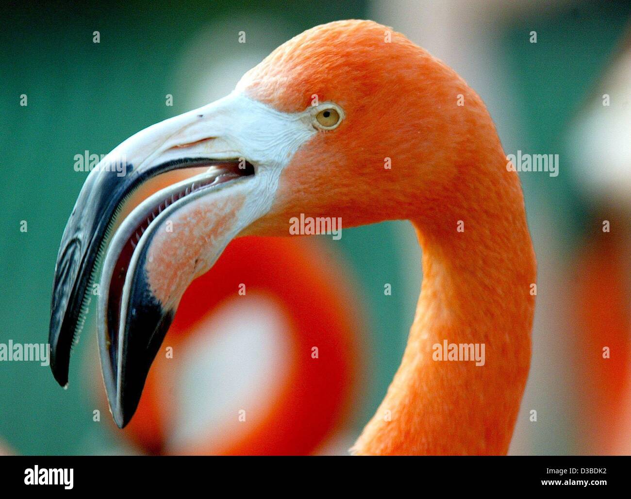 (dpa) - A red flamingo takes a deep breath of fresh wintery air at the ...