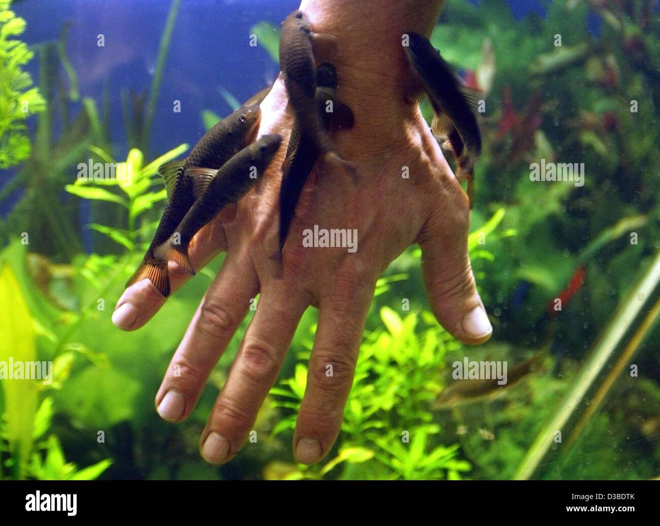 (dpa) - Doctor fishes, so-called Kangal fish, nibble at the fingers of ...