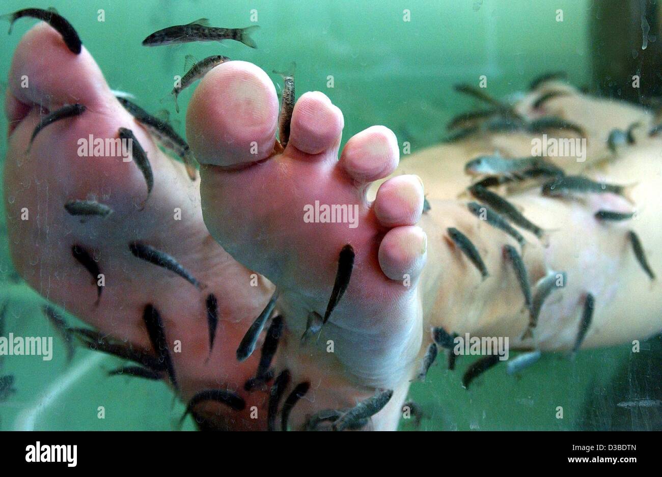 (dpa) - Doctor fishes, so-called Kangal fish, nibble at the feet and ...