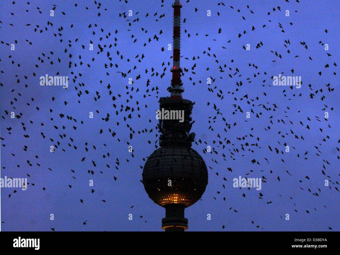 (dpa) - A swarm of crows fly on Berlin's night sky in front of the ...
