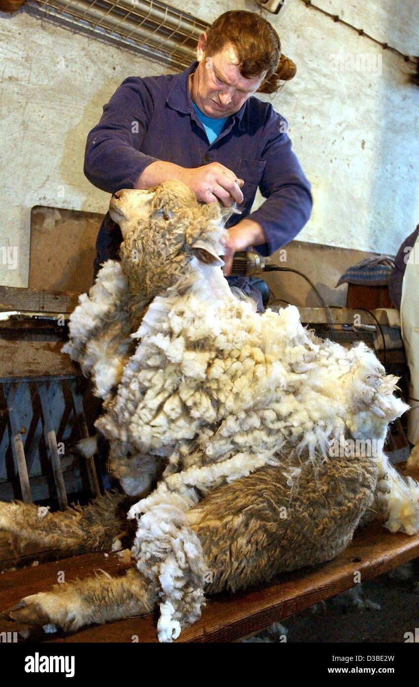 Sheep Wool Cutting