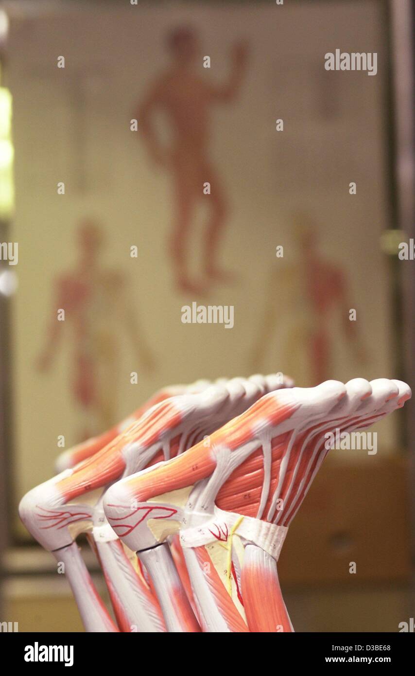 (dpa) - Replicas of human feet stick up in the air at 3B Scientific in ...
