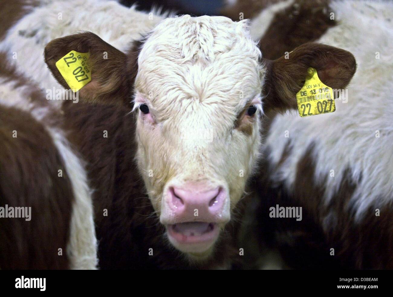 Cow infected with mad cow disease hi-res stock photography and images ...