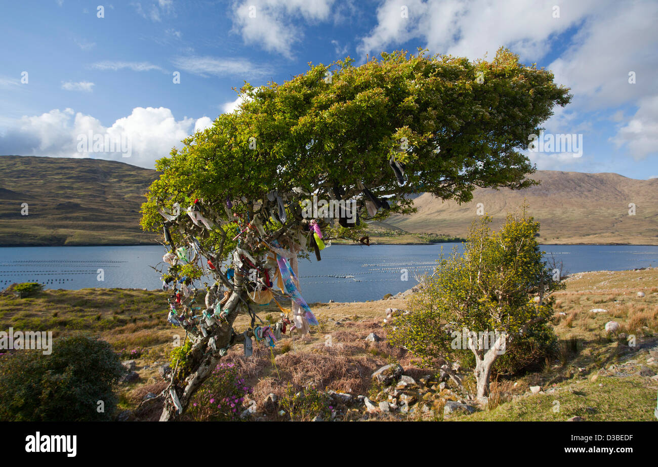Fairy tree adorned with ribbons, Killary Harbour, Connemara, County ...