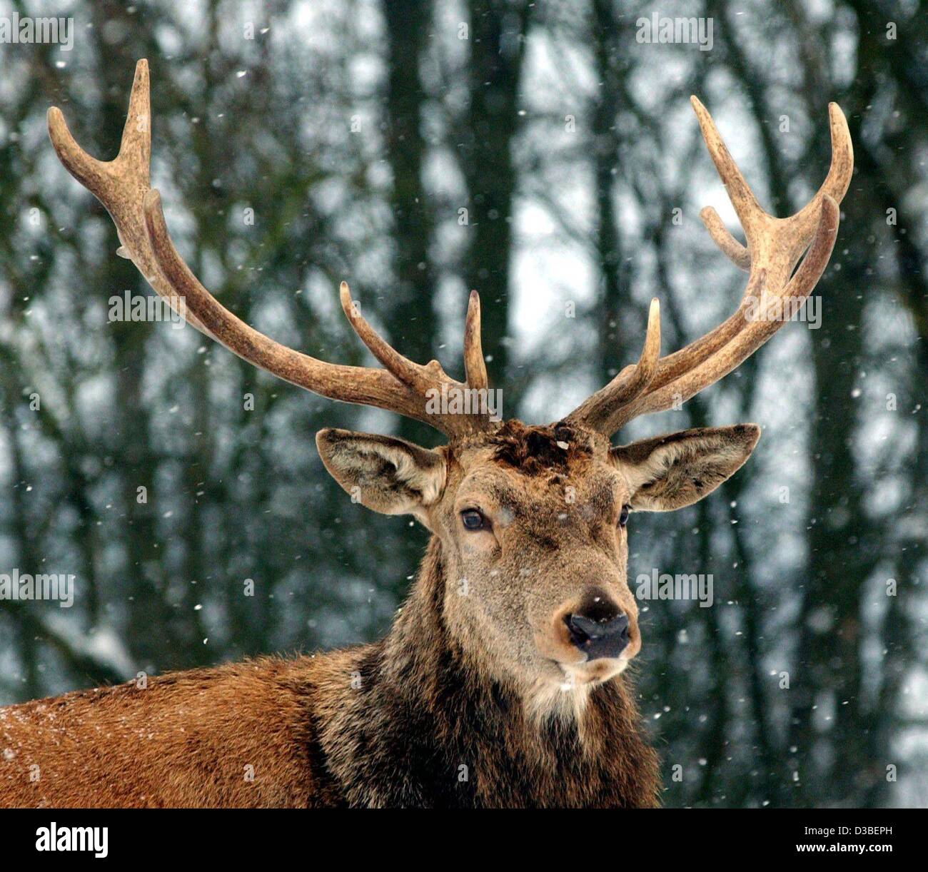 (dpa) - A majestic deer stands in the enclosure at Hirschaue farm in ...