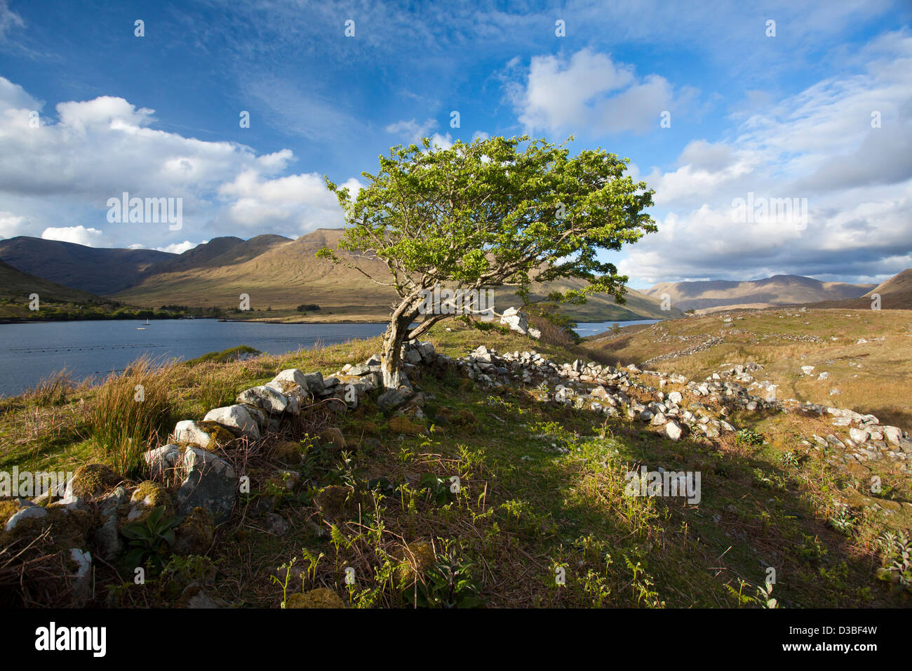 Hawthorn trees hi-res stock photography and images - Alamy
