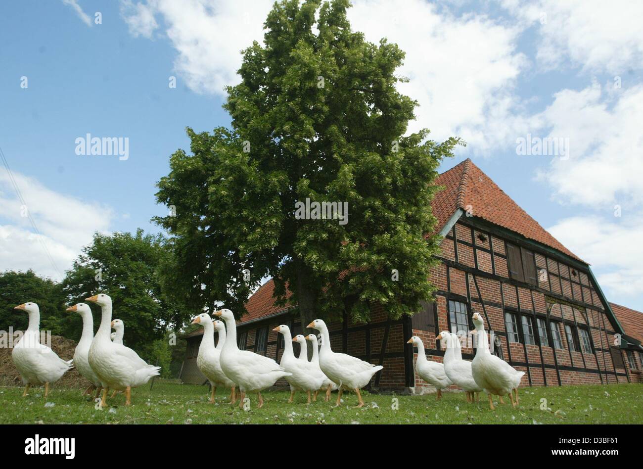 Half goose hi-res stock photography and images - Alamy