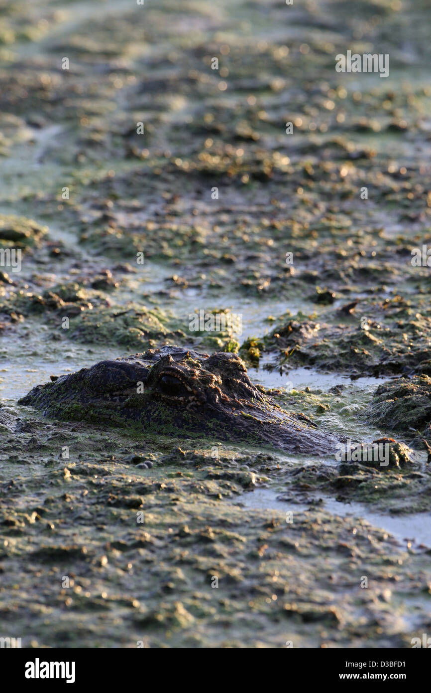 Gator nest hi-res stock photography and images - Alamy