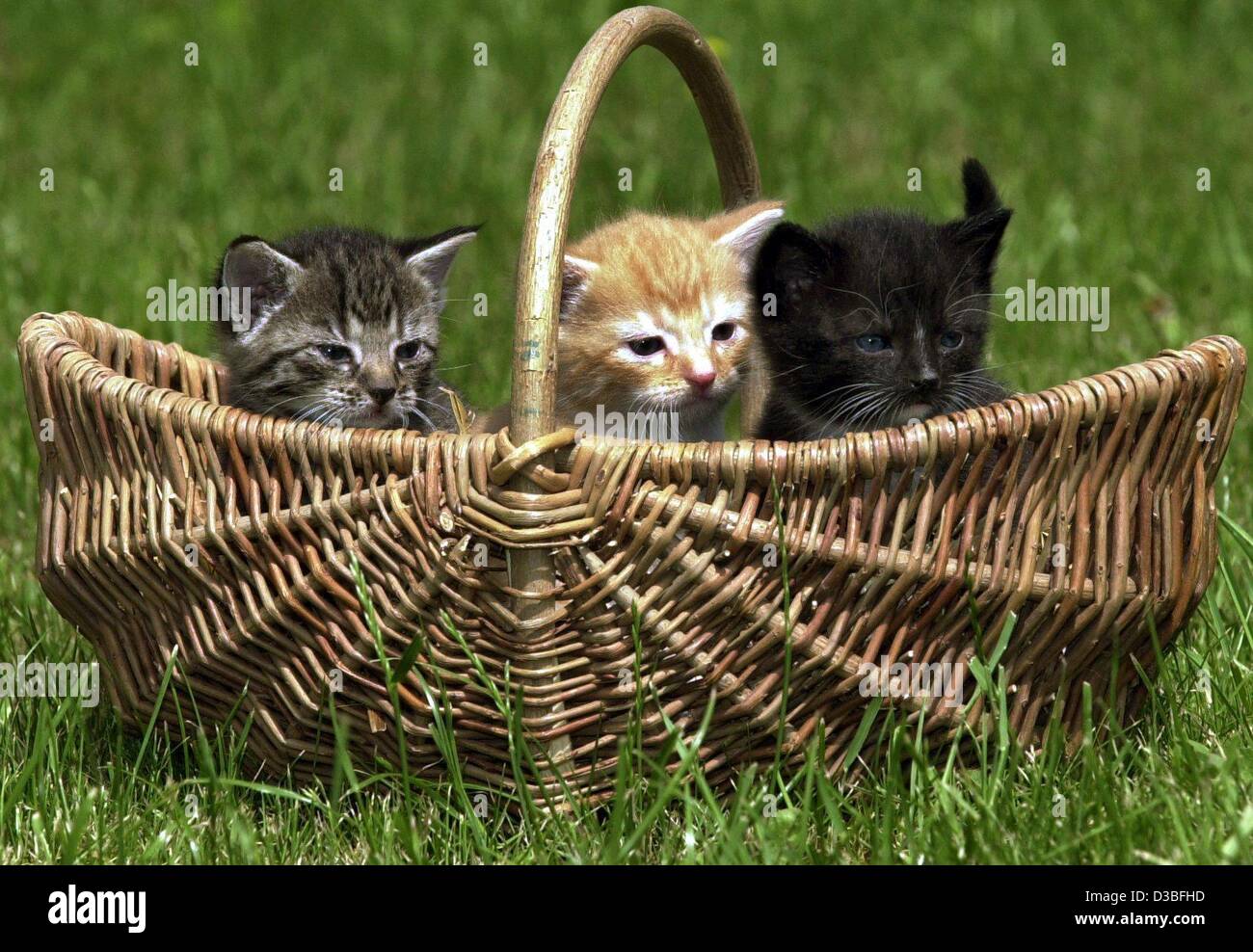 Three farm kittens hi-res stock photography and images - Alamy