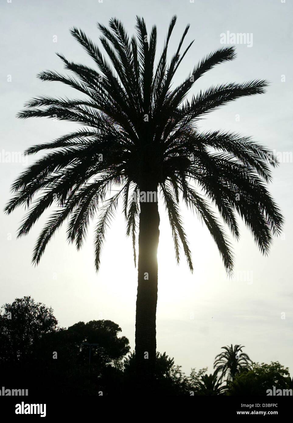 Human interest hum palm tree plant silhouette spain hi-res stock ...