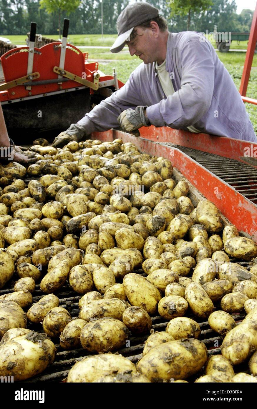 (dpa) - A harvester is sorting spring potatoes on a conveyor belt of a ...