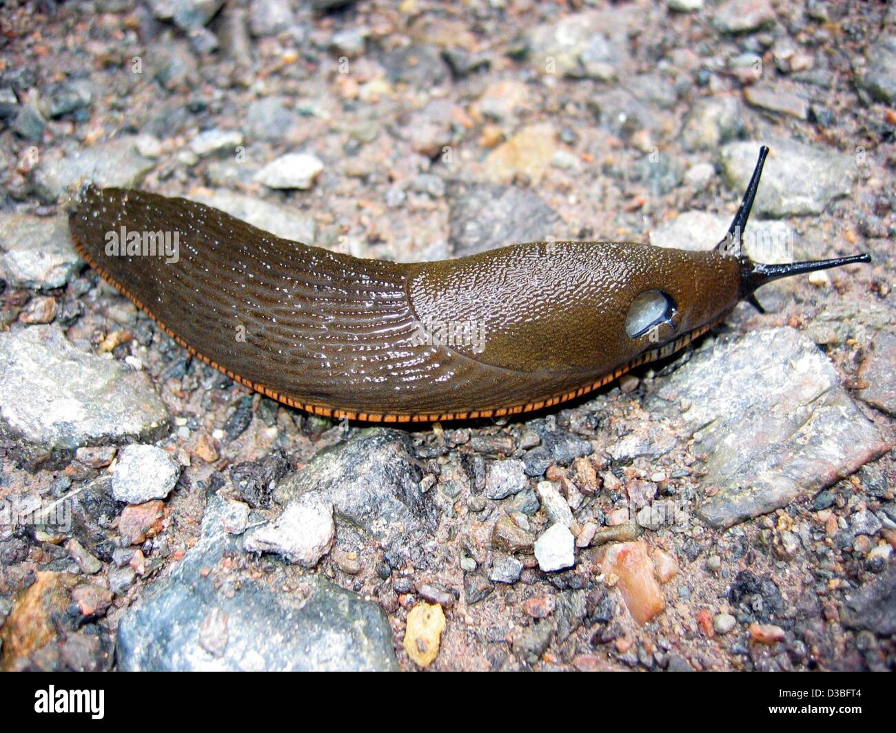 Human interest hum animals arion ater slug mollusc brown germany hi-res ...