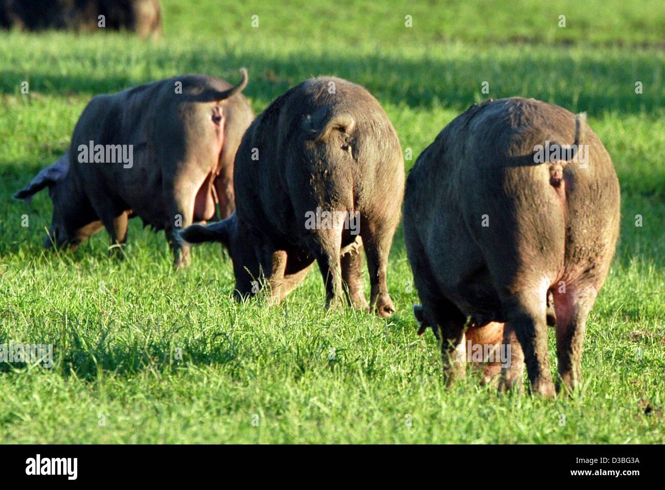 (dpa) - Three pigs gras on a meadow in Bargteheide, near Hamburg ...