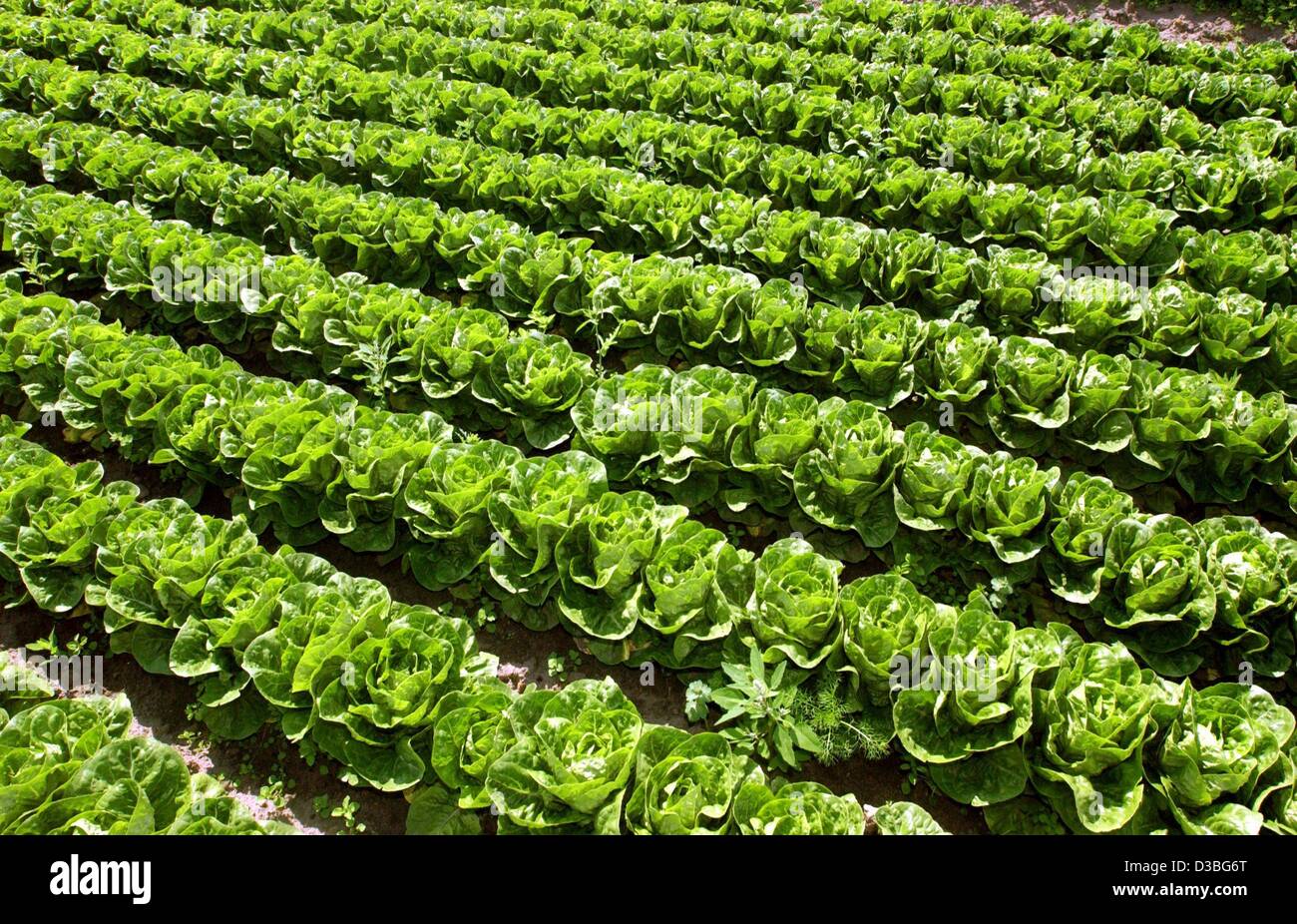 Gresse germany hi-res stock photography and images - Alamy