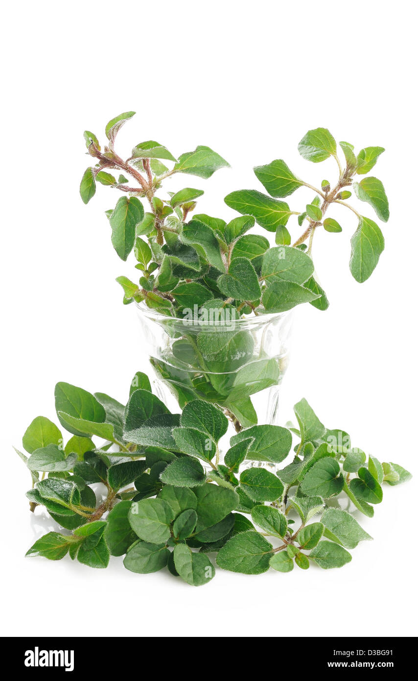 Oregano plant hi-res stock photography and images - Alamy