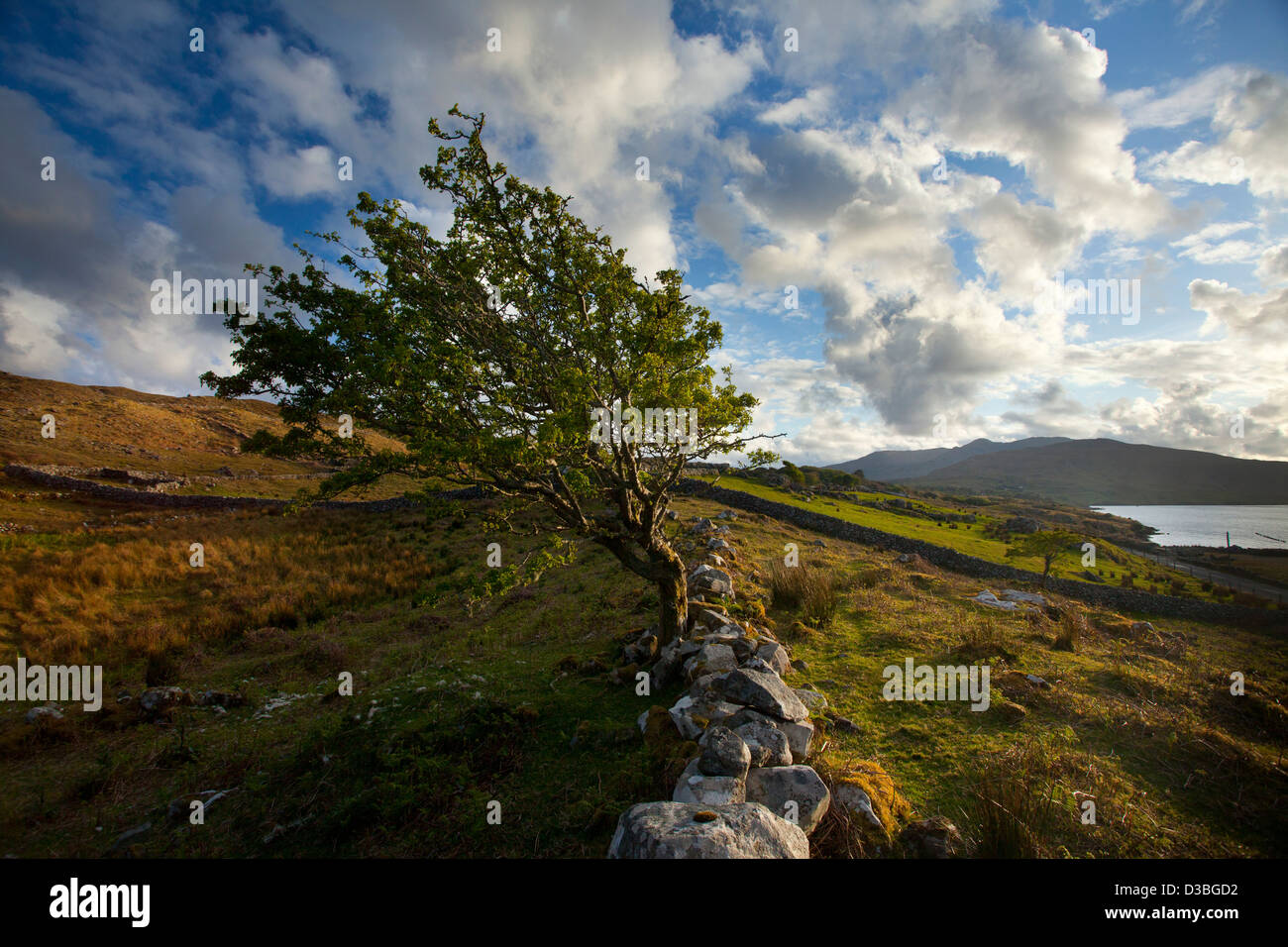 Hawthorn trees hi-res stock photography and images - Alamy