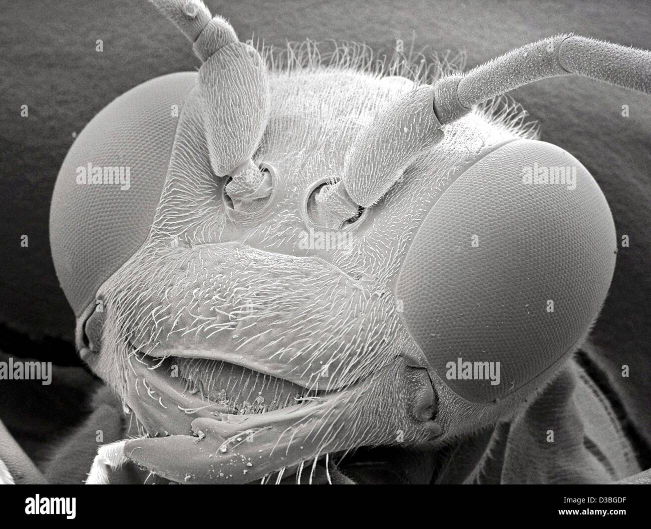 Insect scanning electron microscope hi-res stock photography and images ...