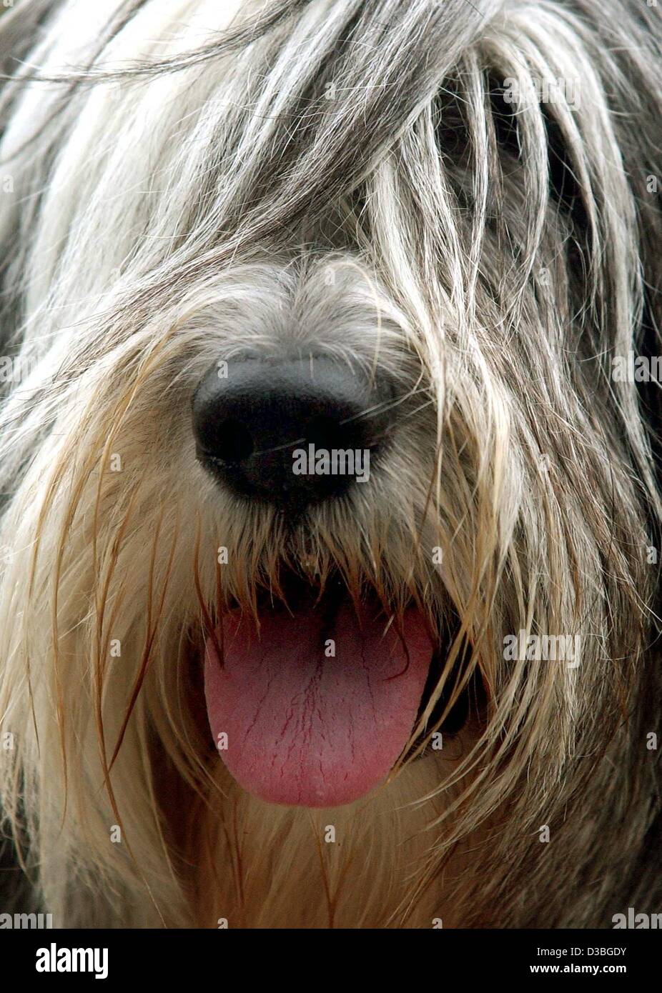 (dpa) - A PON (Polski Owczarek Nizinny) looks into the camera at the ...