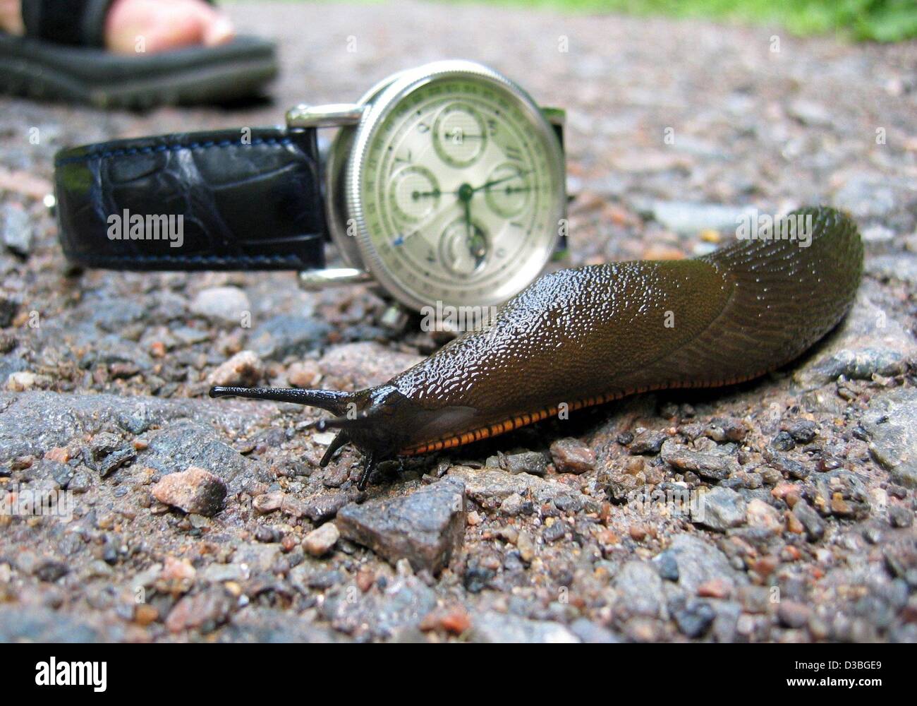Lifestyle leisure lif animals snail slug creeping watch wristwatch time ...