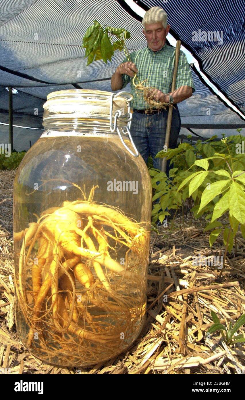 Ginseng bed hi-res stock photography and images - Alamy