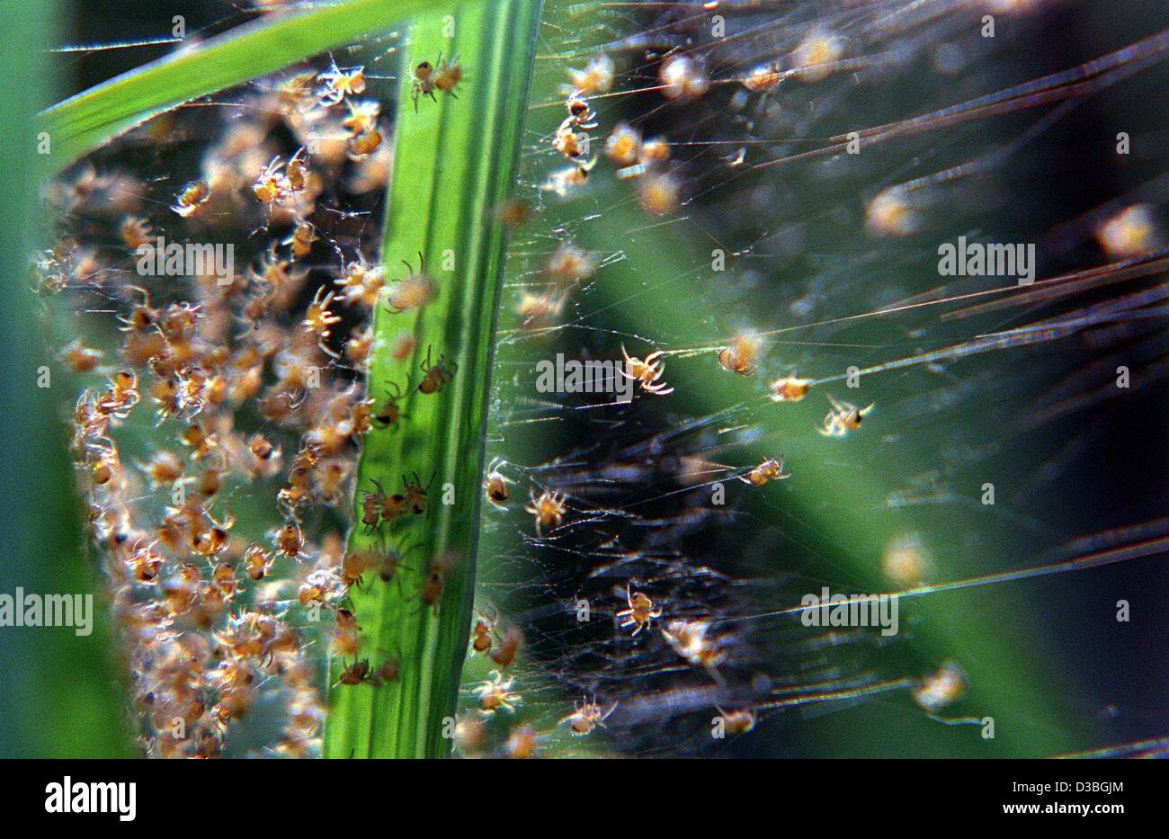 Human interest hum animals insects spiders web crawling plant shrub ...
