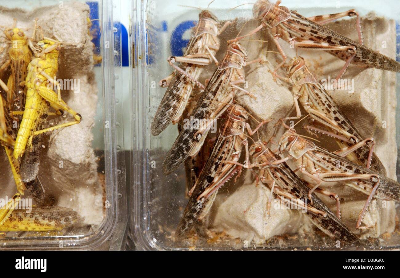 Stick insects hi-res stock photography and images - Alamy