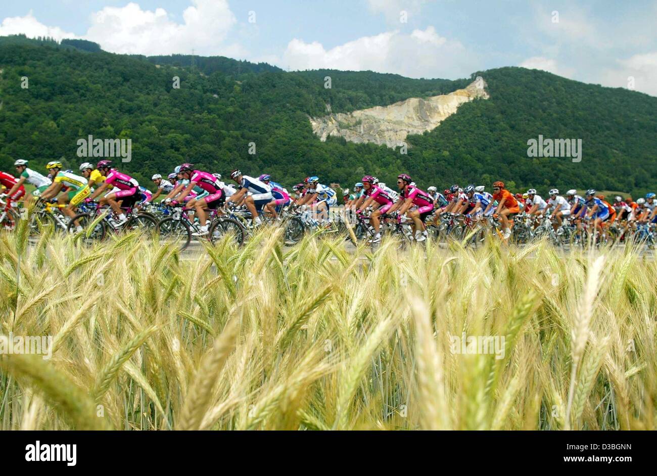 (dpa) - Cylists ride their bicycles past a cornfield during the first ...