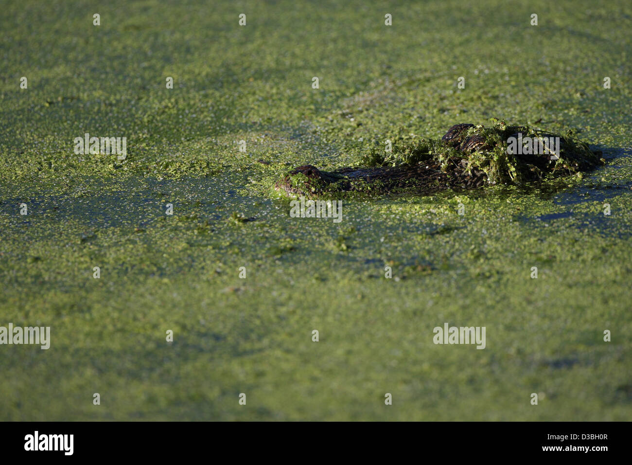 alligator in camouflage Stock Photo - Alamy