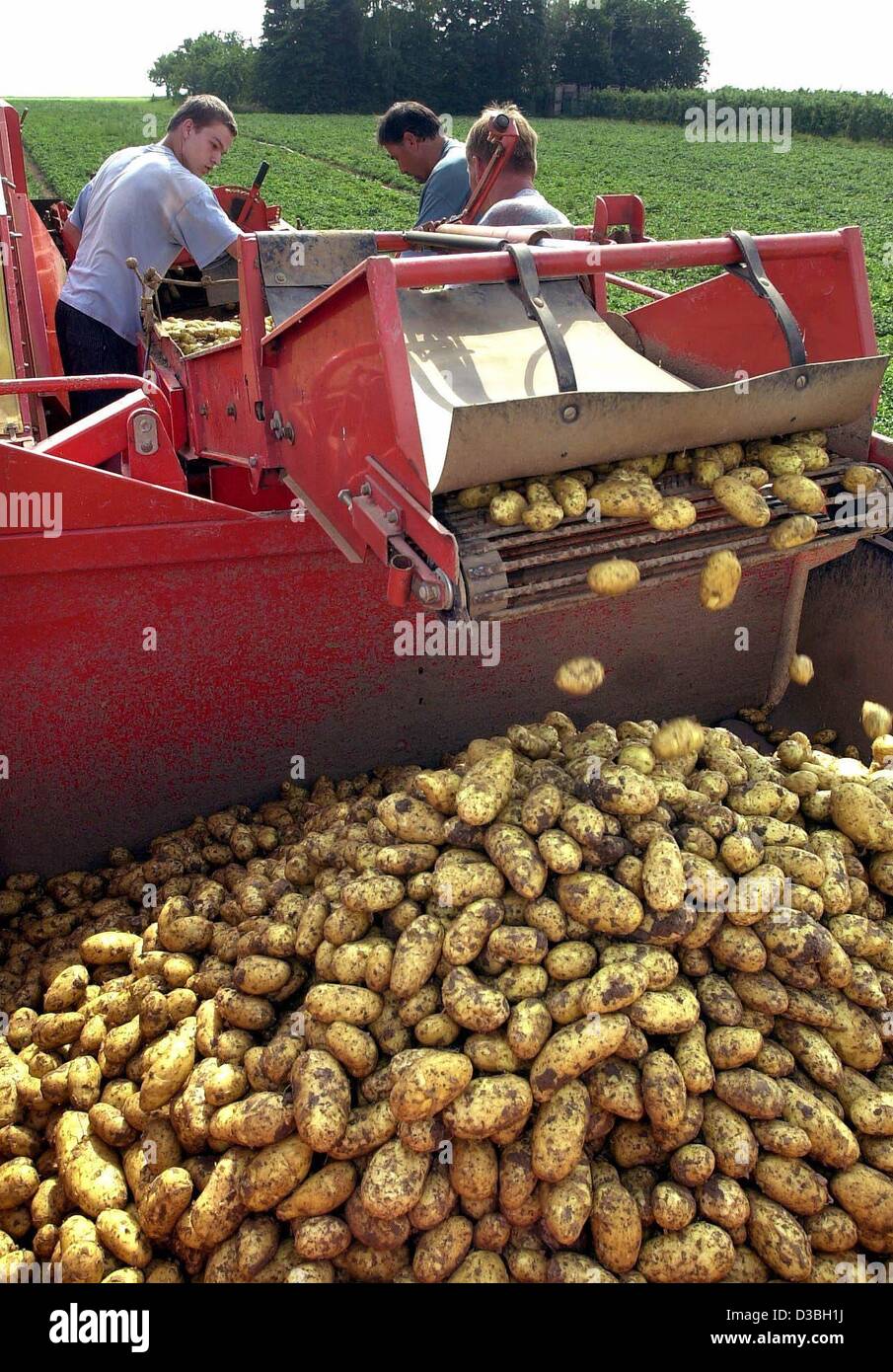 (dpa) - Harvesters sort out 'Atica' spring potatoes on a conveyor belt ...
