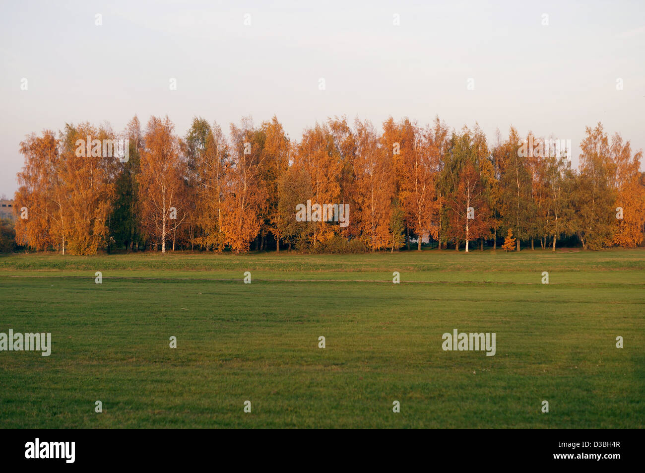 Trees and grass in autumn season Stock Photo - Alamy