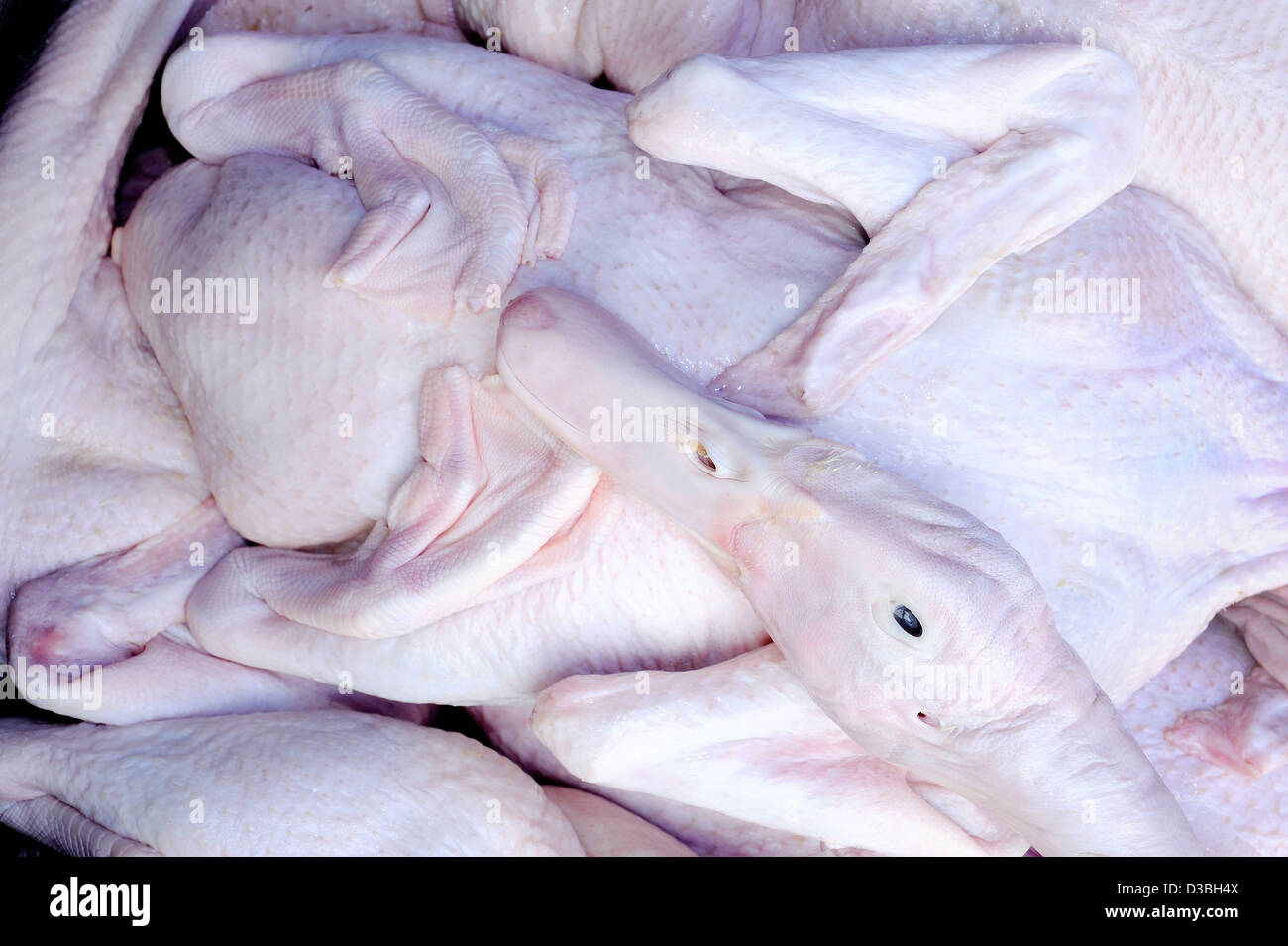 raw ducks in preparation for cooking traditional chinese cuisine Stock ...