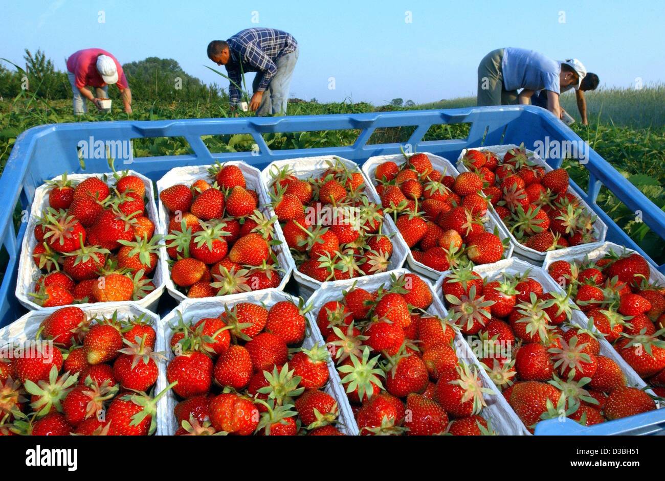 Elsanta hi-res stock photography and images - Alamy