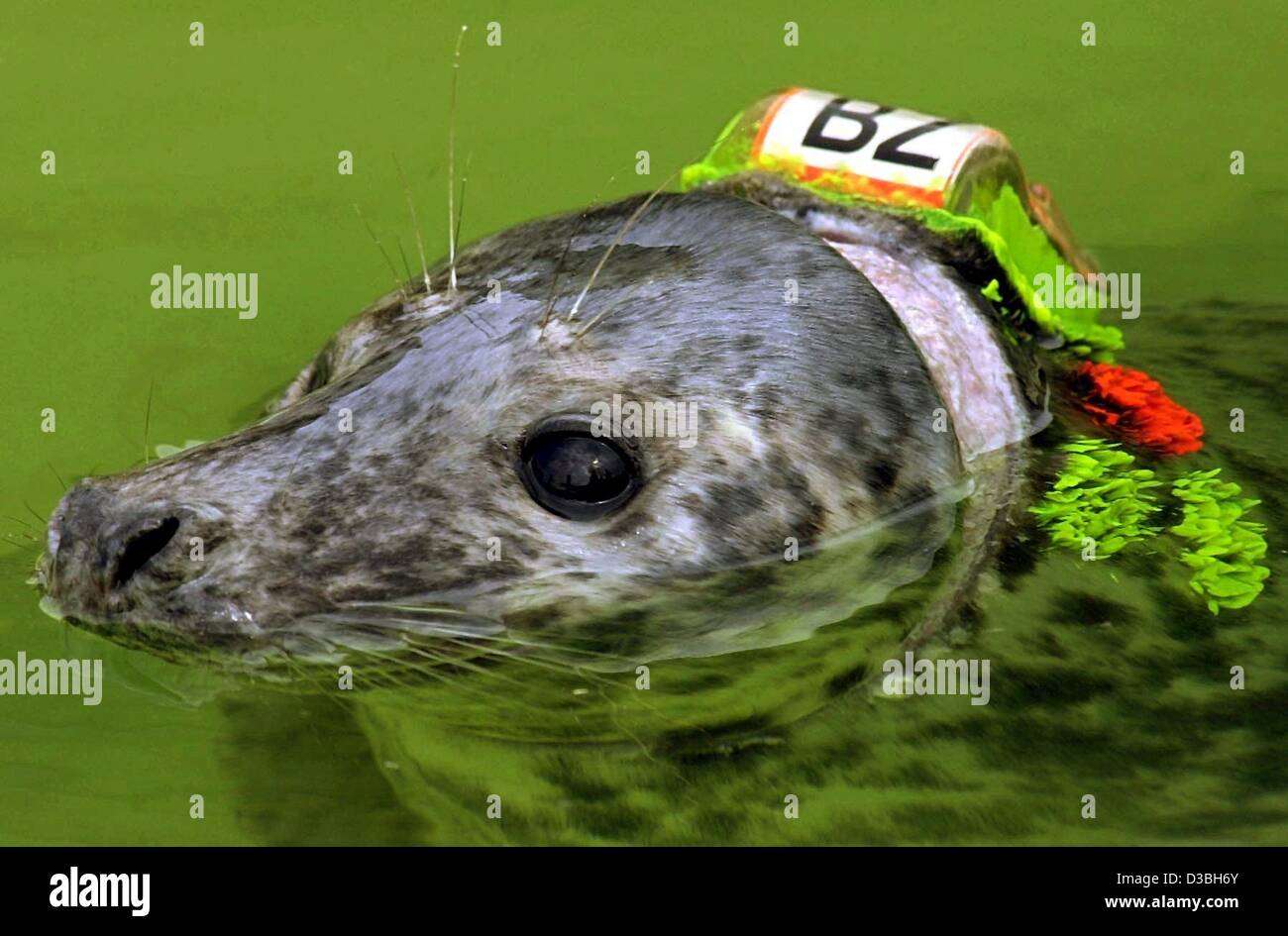 Colo colo 2003 hi-res stock photography and images - Alamy
