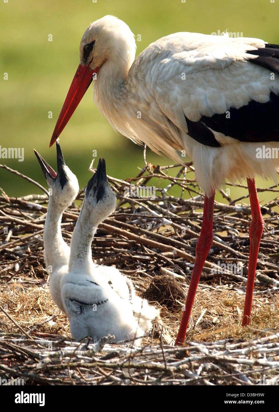 (dpa) - A stork is feeding its offspring, one of the hatchlings has its ...