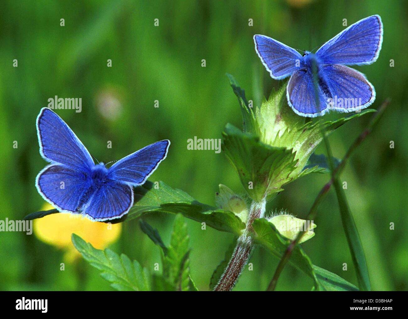 Blue tailed insects hi-res stock photography and images - Alamy