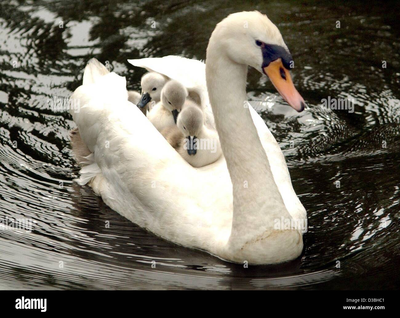 (dpa) - A swan is carrying three little ones on the back while swimming ...