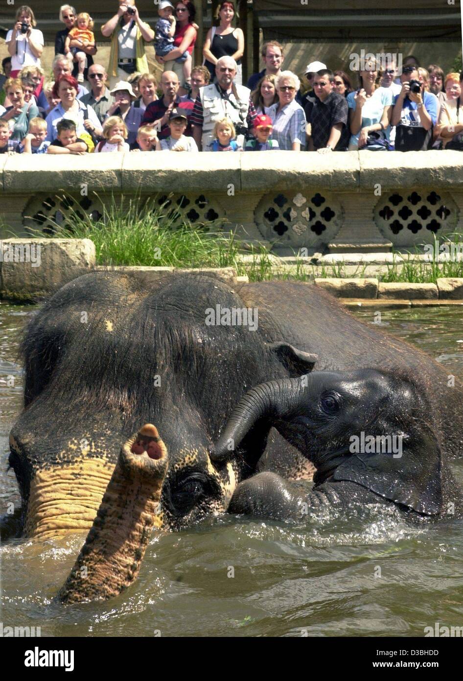 Human interest hum animals elephant trunk germany hi-res stock ...