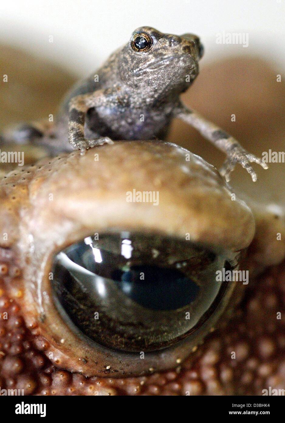 18 cm hi-res stock photography and images - Alamy