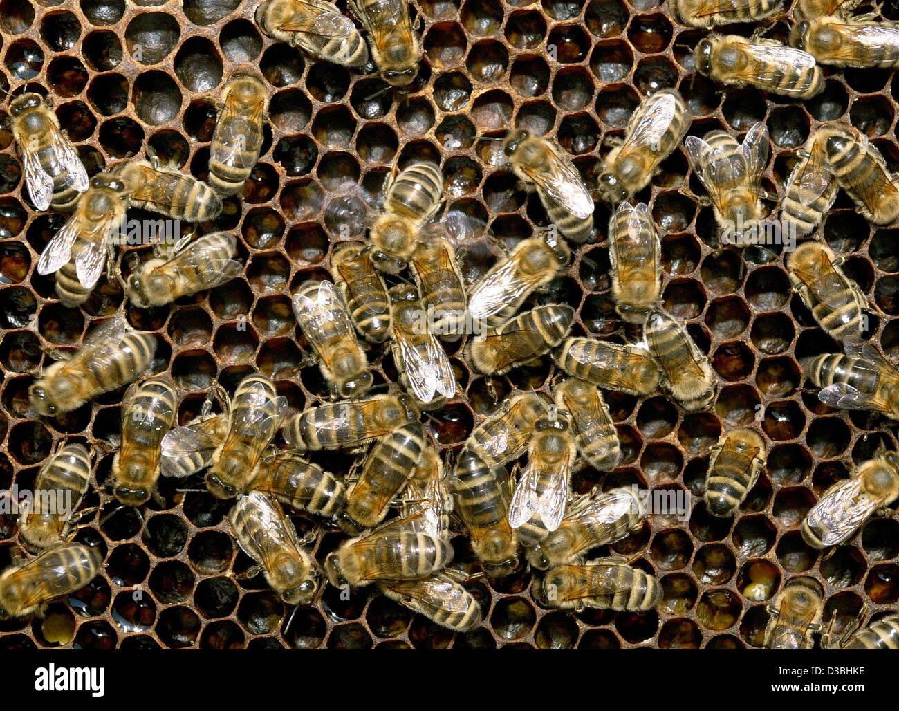 Human interest hum animals beehive honeycomb bees germany hi-res stock ...