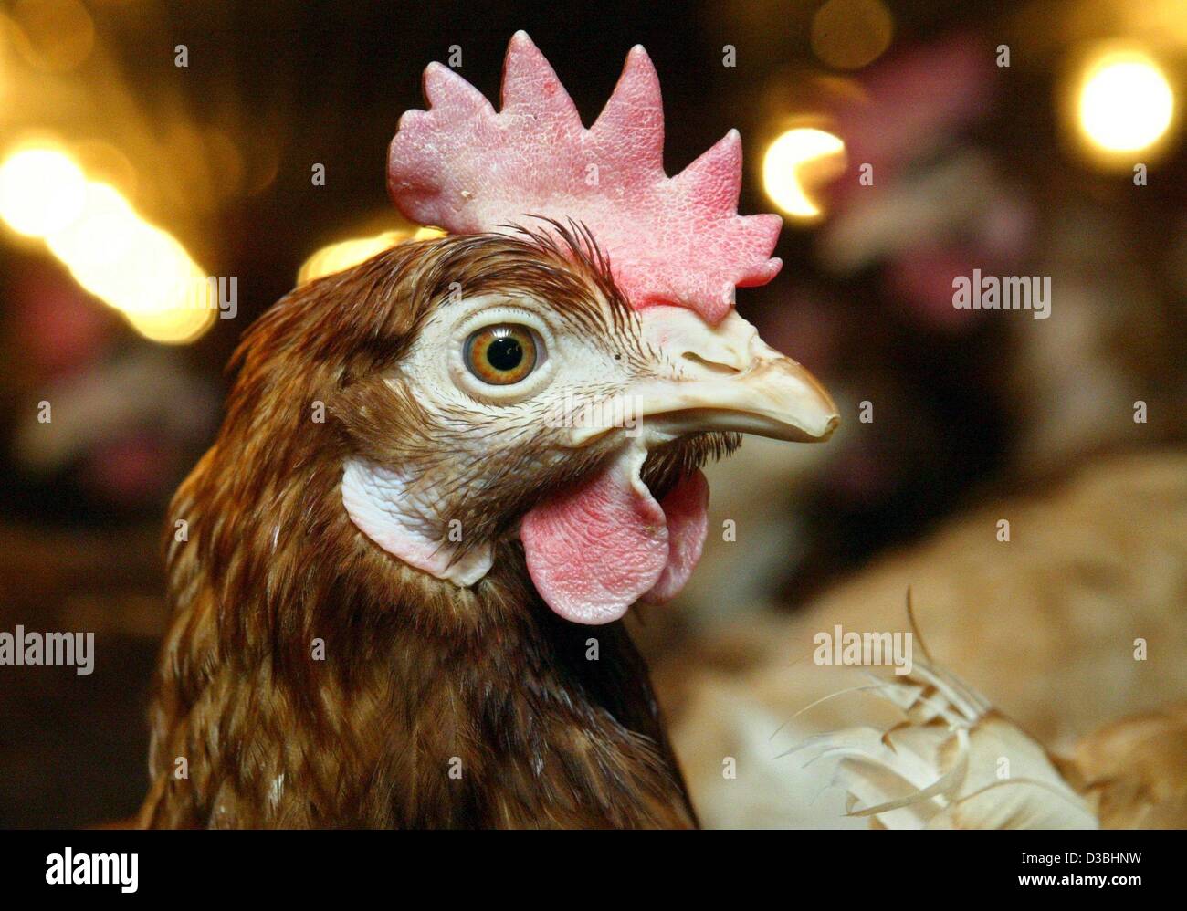 (dpa) - A chicken looks into the camera at a farm in Froendenberg ...