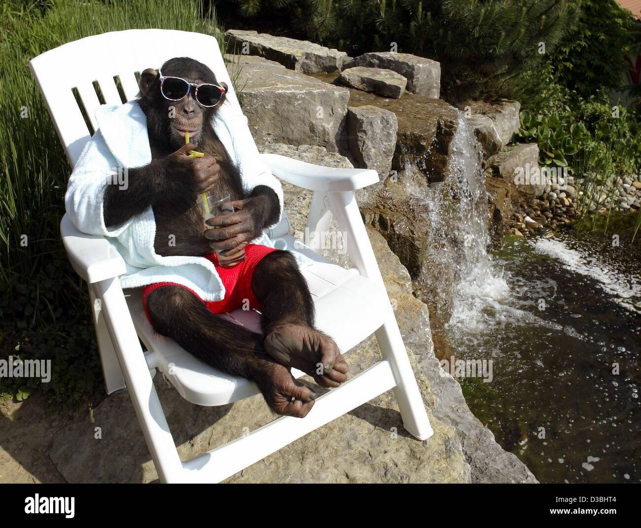 Chimp human hi-res stock photography and images - Alamy