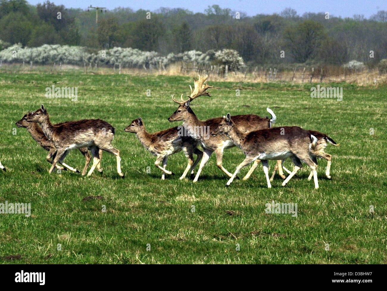 (dpa) - A pride of fallow deer runs across a meadow near Tangerhuette ...