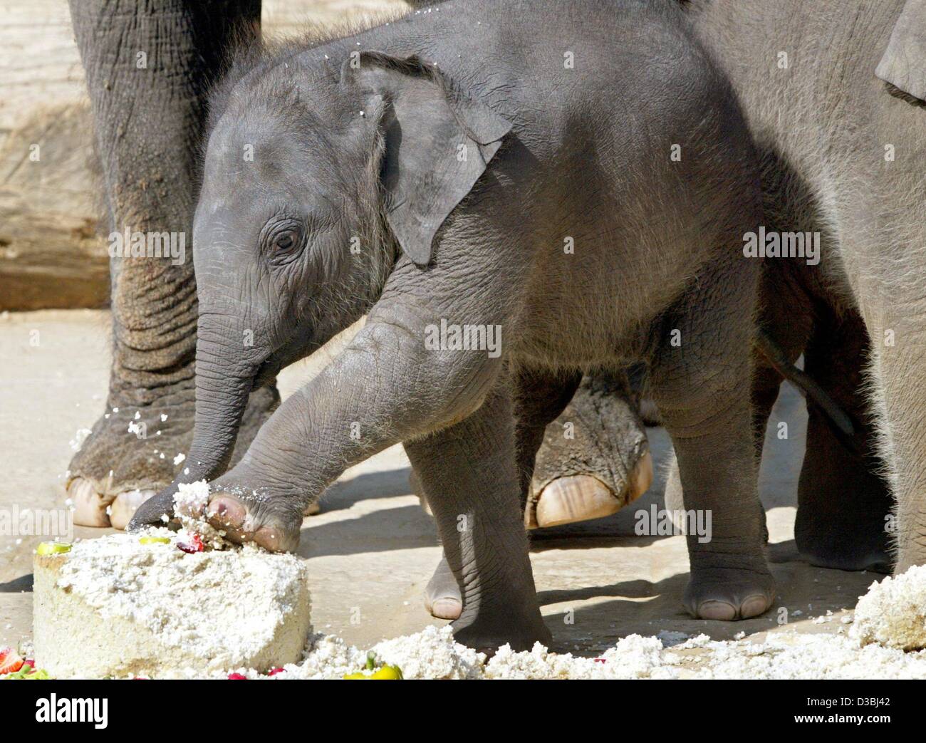 (dpa) - The little female elephant 'Farina', born on 20 March, weighs ...