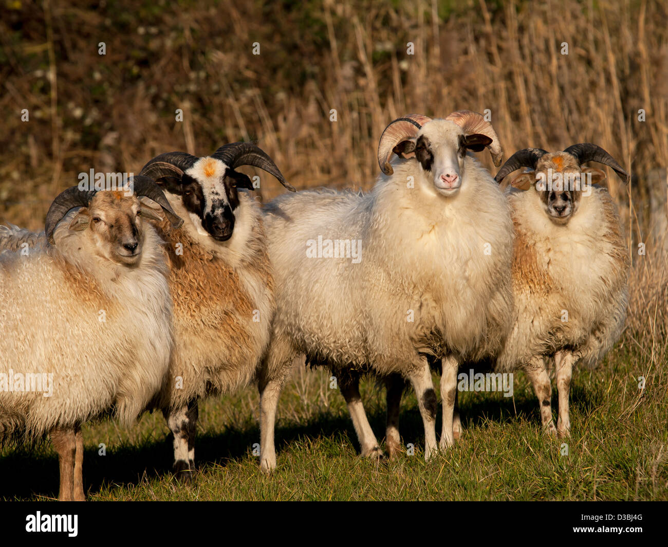 four sheep in a row looking at the camera Stock Photo - Alamy