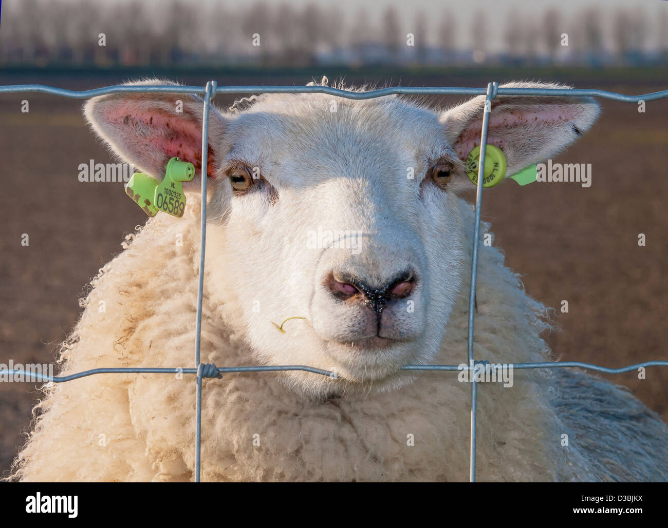 sheep behind fence Stock Photo - Alamy