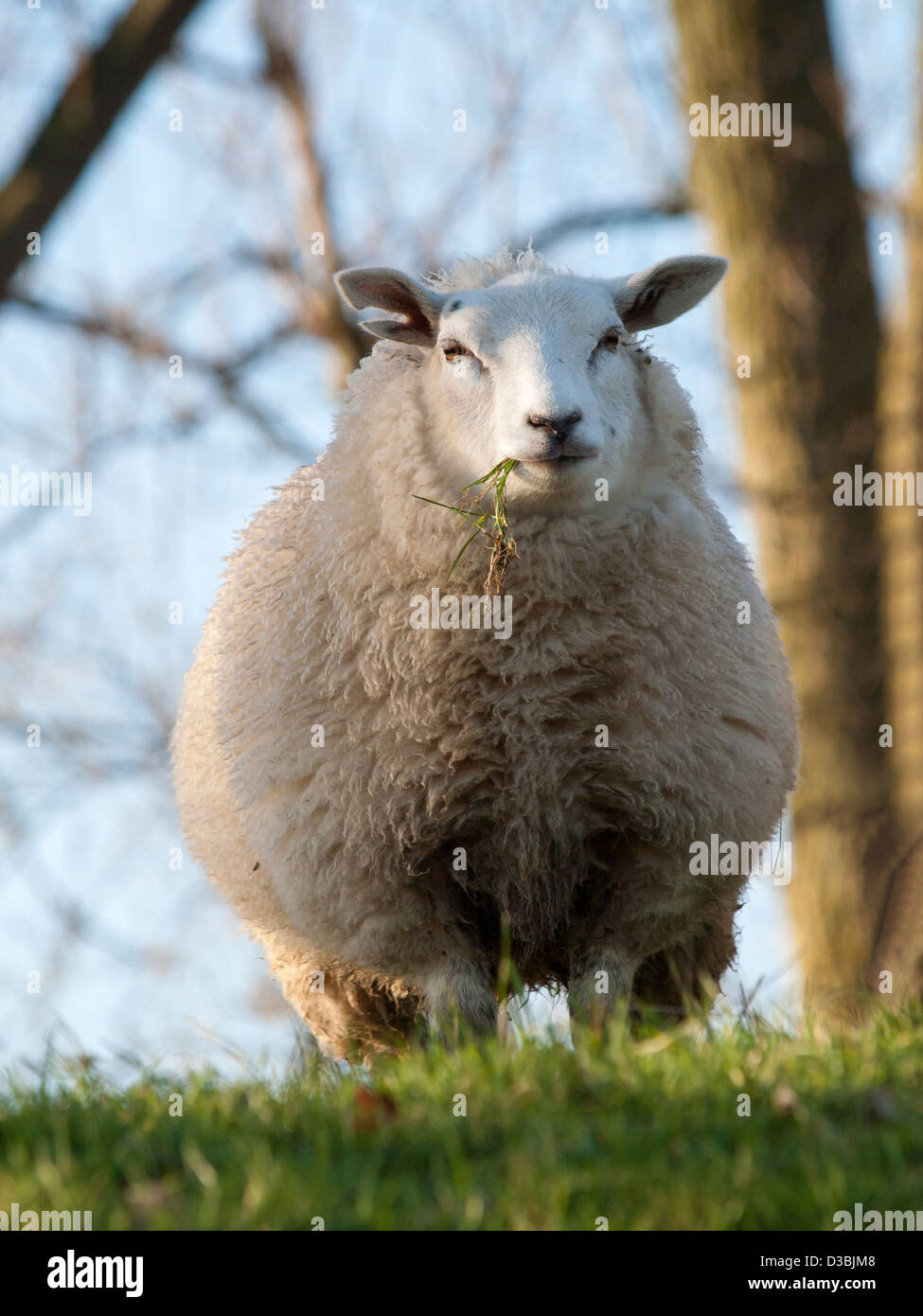 Sheep fence hi-res stock photography and images - Alamy