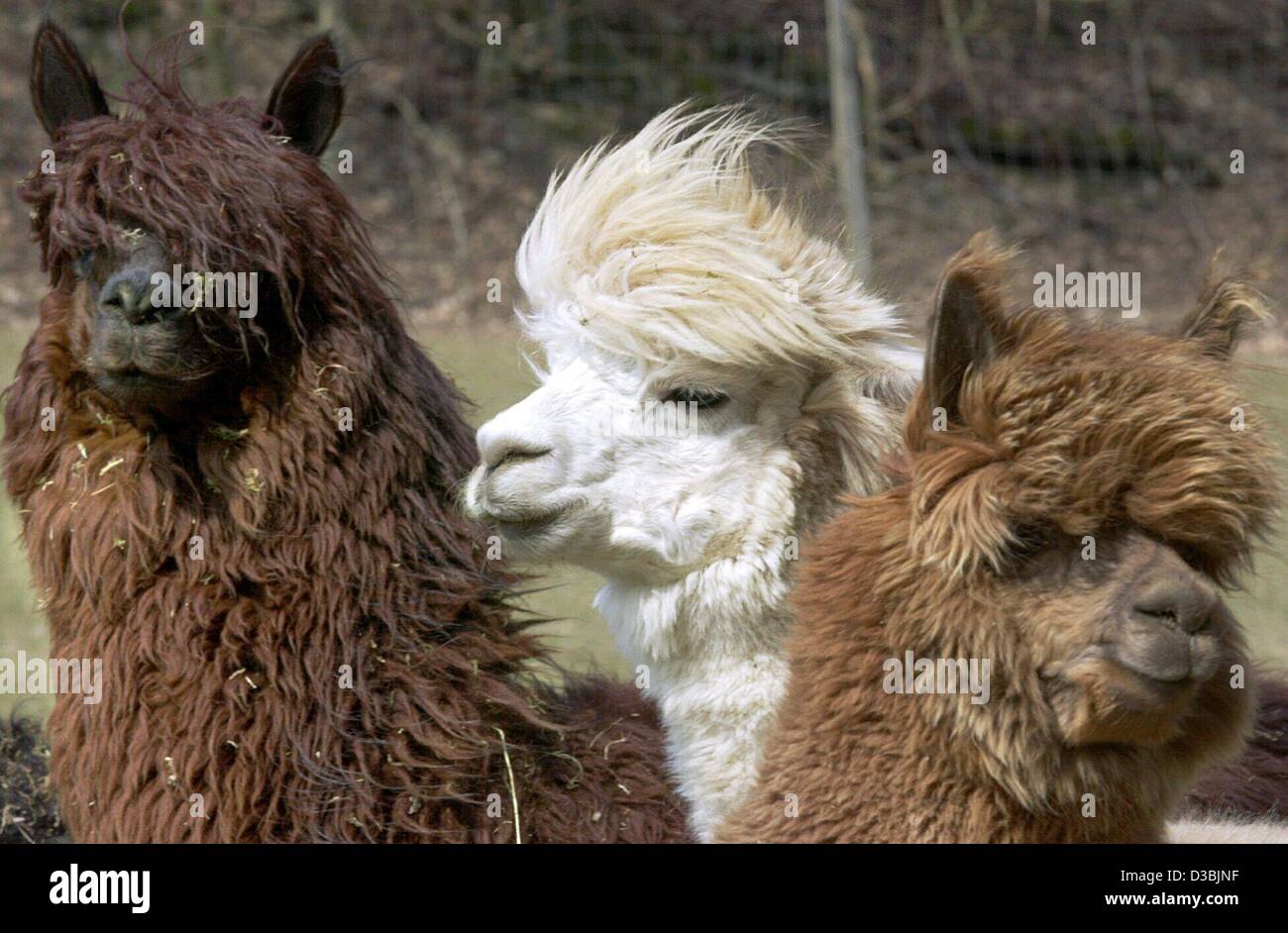 (dpa) - Three alpacas with dishevelled hairdo stand on a pasture near ...